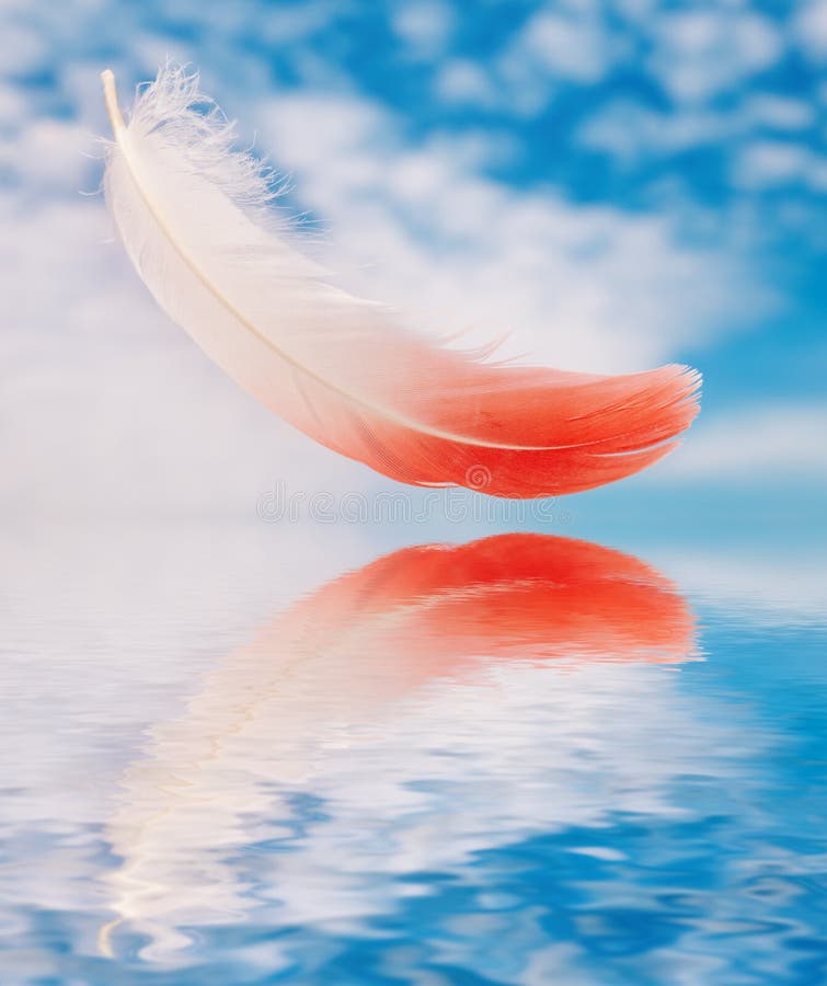 Flamingo feather stock photo. Image of still, blue, flamingo - 3863380