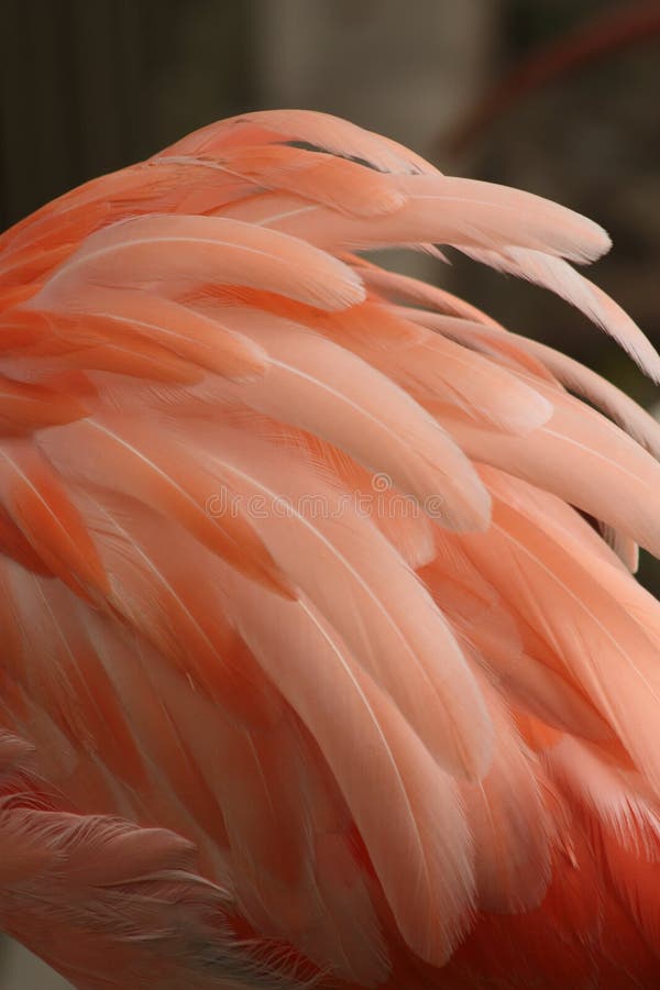 Flamigo feather isolated stock photo. Image of vintage - 34599758