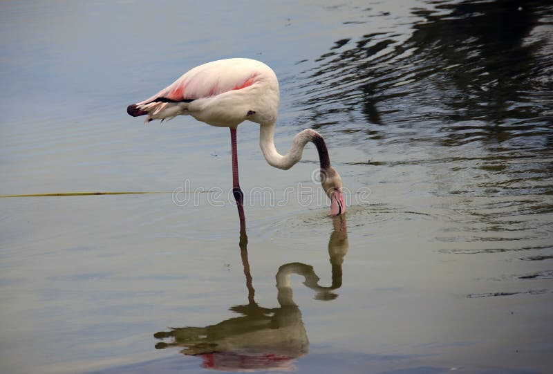 Flamingo feeding stock image. Image of flamingo, nature - 25265007