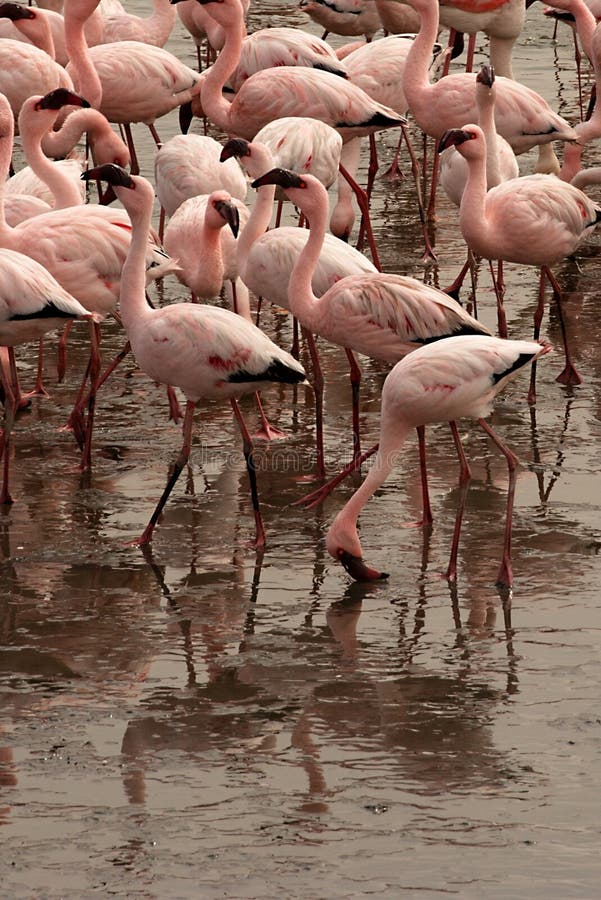 Flamingo feeding in water stock photo. Image of single - 5454266