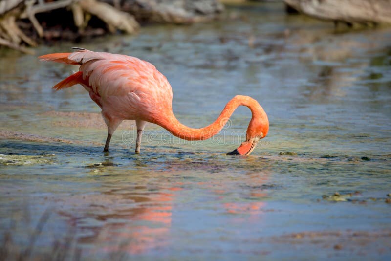 2,246 Flamingo Feeding Photos - Free & Royalty-Free Stock Photos from ...