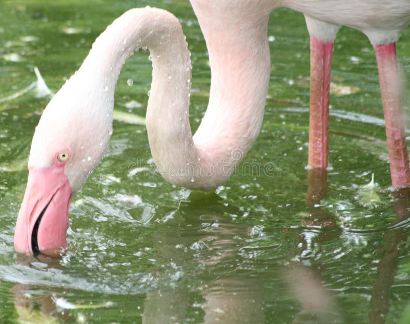 Flamingo feeding in water stock photo. Image of r8iver - 5454266