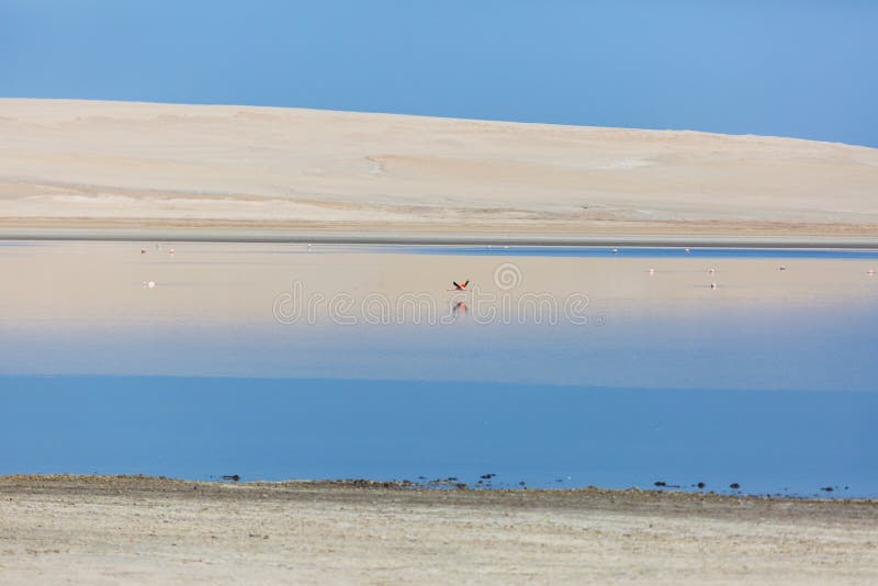 Flamingo stock photo. Image of swarm, andean, animal - 99188880
