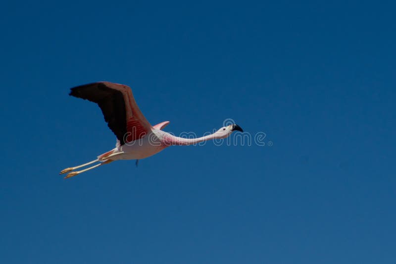 Flamingo Flight stock image. Image of chile, flight, bird - 28704337