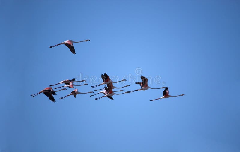Flamingo flight stock photo. Image of bird, wildlife, blue - 5781718
