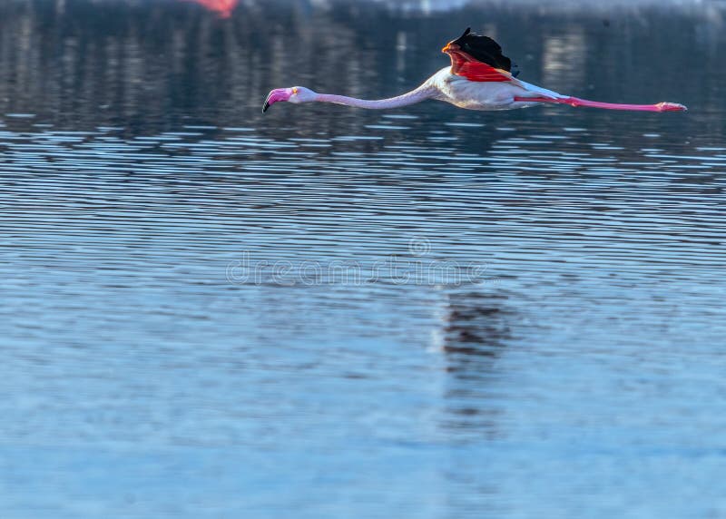A Flamingo in flight stock image. Image of colours, natural - 270296751