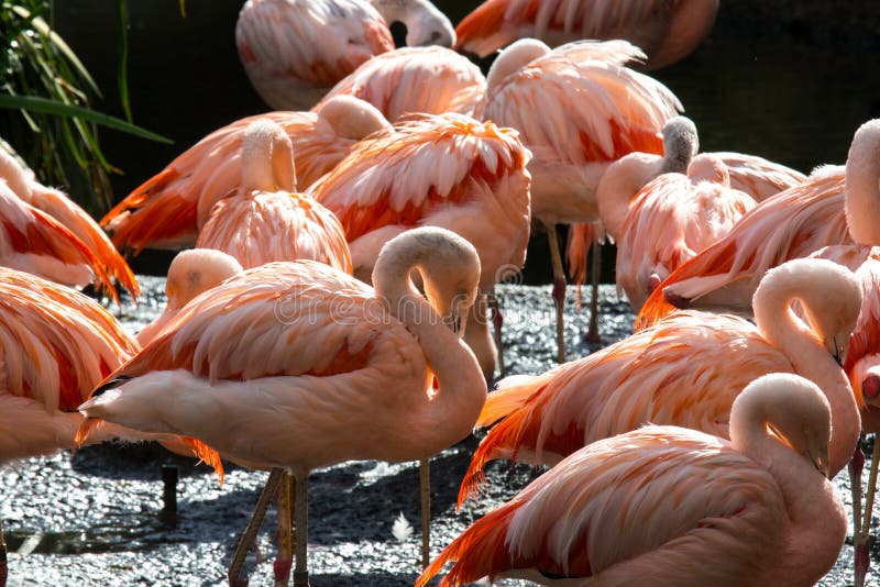 Flamingo Flock stock image. Image of birdwatching, feathers - 47944115