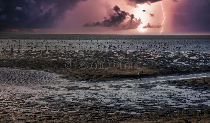 Flamingo flock stock image. Image of birding, animal - 269319361