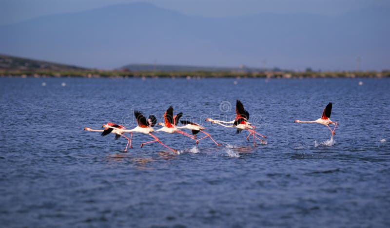 Flamingo Running On Water And Fly Stock Image - Image of animal, flight ...