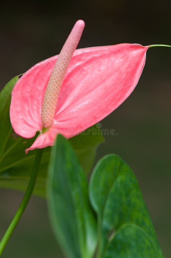 Flamingo flower stock photo. Image of pink, nature, leaf - 20780994