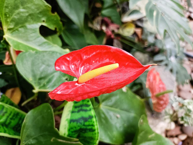 Flamingo flower stock image. Image of tropical, wallpaper - 287974655