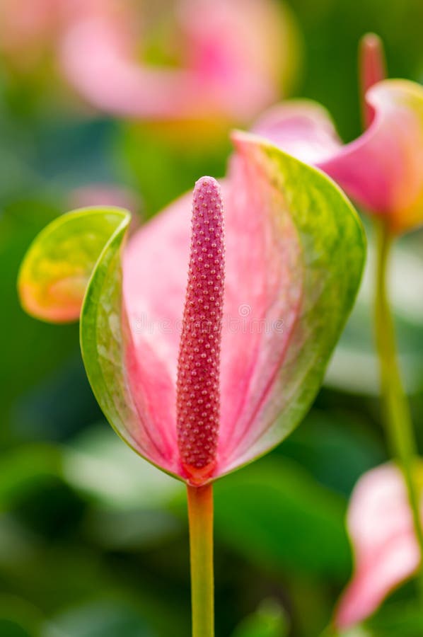 Flamingoflowers Stock Photos - Free & Royalty-Free Stock Photos from ...