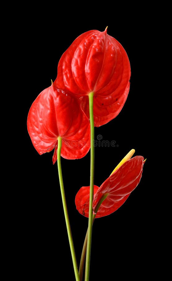 Flamingo flower. stock image. Image of water, australia - 197414725