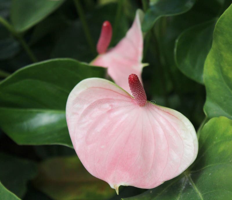 Flamingo flower stock photo. Image of blossom, garden - 71111200