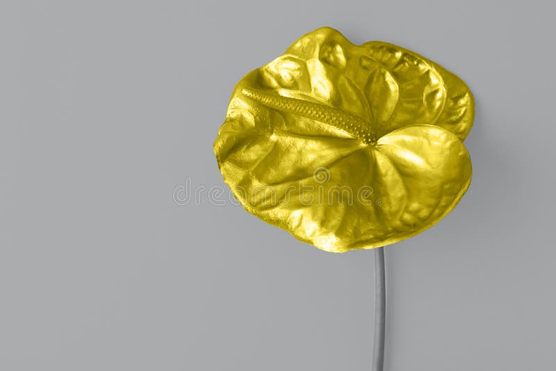 Flamingo Flower Painted in Yellow Color on the Grey Background Stock ...