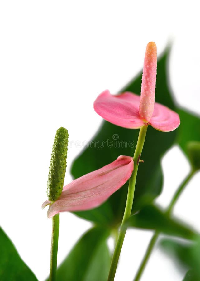 Flamingo Flower stock photo. Image of blossom, plant - 44327774