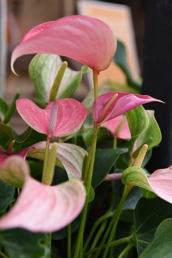 Flamingo Flower stock image. Image of flora, bract, blooms - 48279953