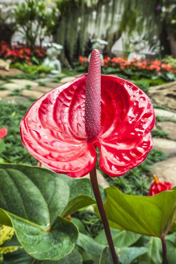 Flamingo flowers red stock image. Image of natural, fresh - 44201161