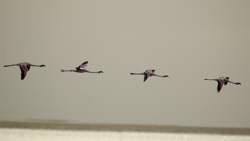 Flamingo flying chain stock image. Image of feather, paradise - 1009425