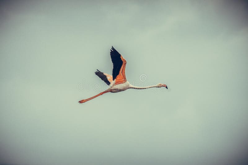 A Flamingo Flying through the Clear Sky Stock Image - Image of drawing ...