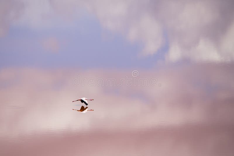 Flamingo Flying Low Over a Pink Lake Stock Image - Image of flamingos ...