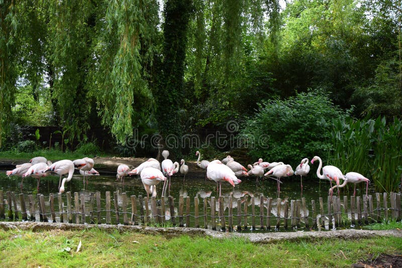 Flamingo Group stock photo. Image of france, flamingos - 55843766