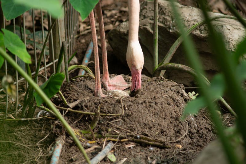 Flamingo stock photo. Image of greater, pink, neck, orange - 161381428