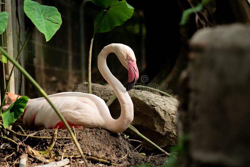 Flamingo stock image. Image of feather, elegance, nature - 161381581