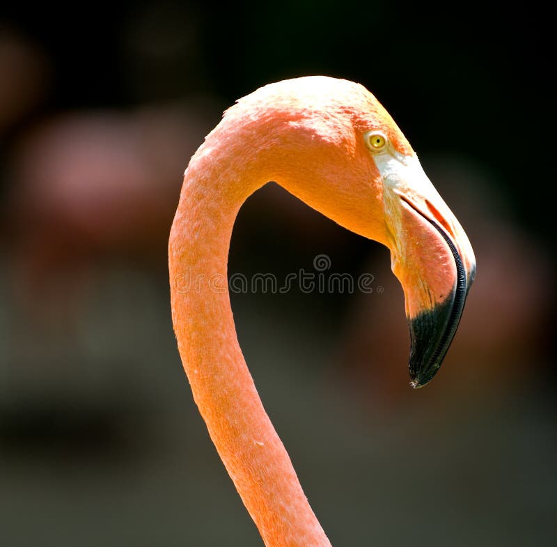 Flamingo Head stock photo. Image of bright, flamingo, animal - 7483000