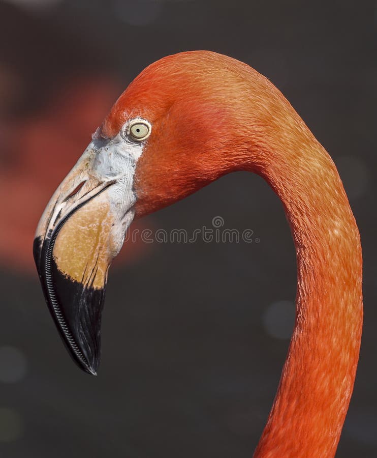 Flamingo Head, Beak, and Neck Stock Photo - Image of flamingo, tropical ...
