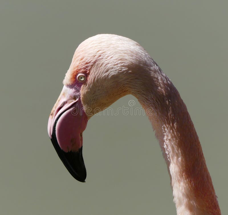 Flamingo s head stock image. Image of macro, close, head - 5181577