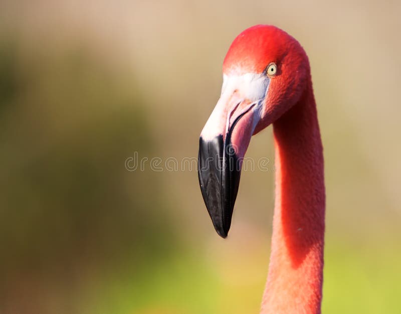 Flamingo Head stock photo. Image of beautiful, africa - 13090382