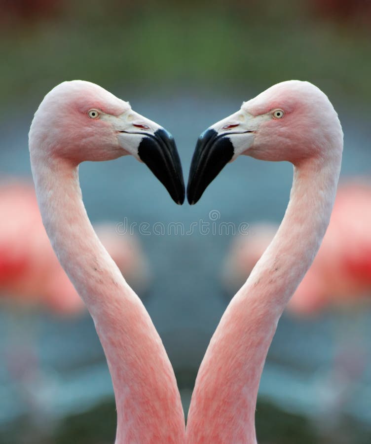 Flamingo heart stock photo. Image of wildlife, beak, rendezvous - 1706822
