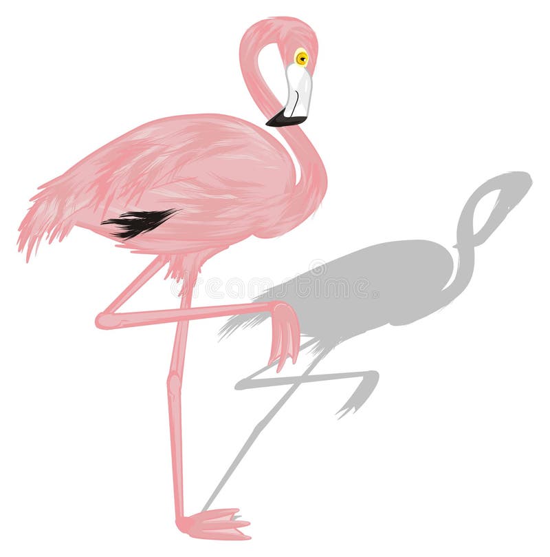 Flamingo and his shadow stock illustration. Illustration of isolated ...