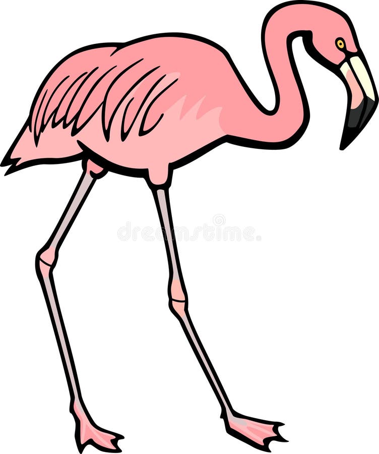 Flamingo stock vector. Illustration of standing, wild - 66903826