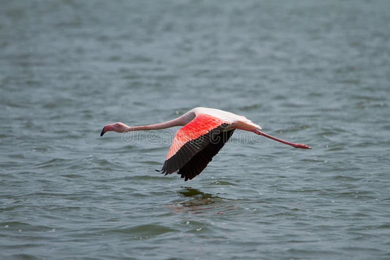 Flug Eines Flamingos Im Himmel. Stockbild - Bild von gruppe, rosig ...