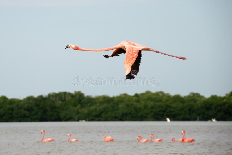 Flamingo Flug Stock-Fotos - Laden Sie 2,031 Royalty-Free Fotos herunter