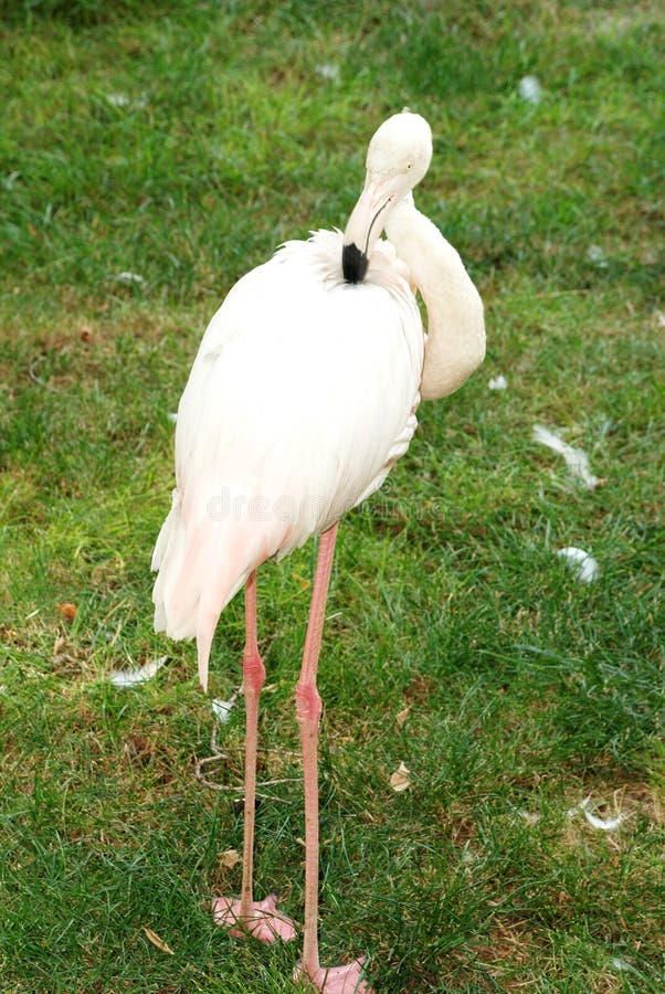 Flamingo isolated on grass stock photo. Image of bowing - 10460350