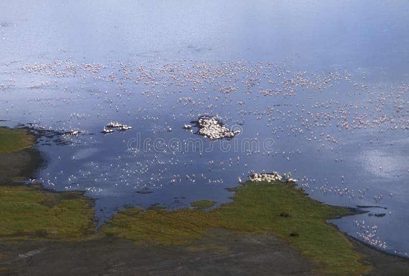 Flamingo lake 1 stock photo. Image of clouds, bird, mirror - 121734