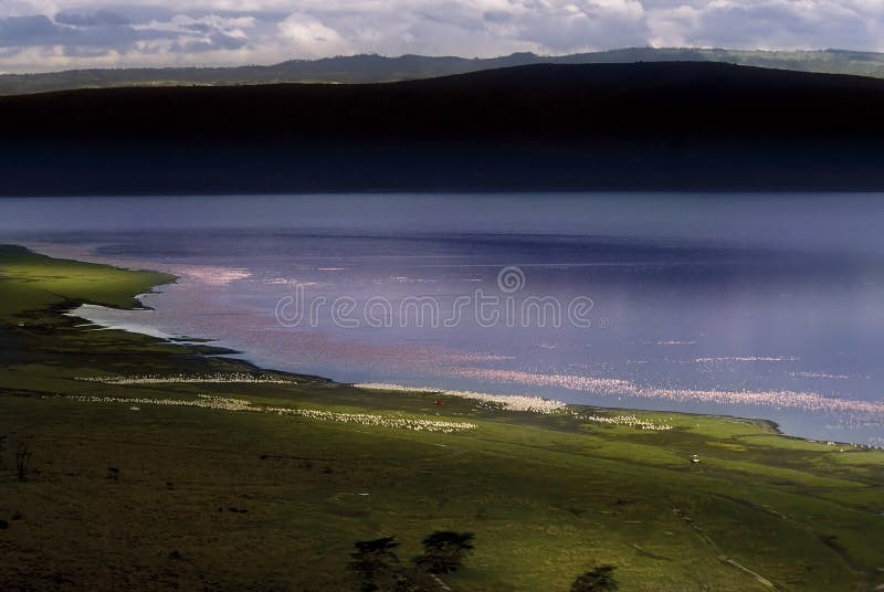 Flamingo lake stock photo. Image of lake, fuji, boats, lakes - 137942