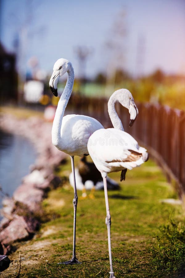 Flamingo lake camping - wearelopers