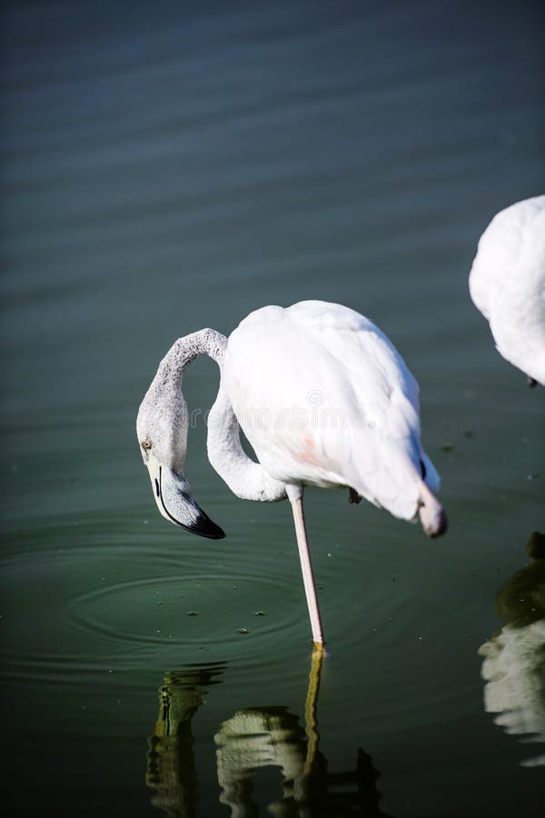 Flamingo in the lake stock photo. Image of exotic, fauna - 147021964