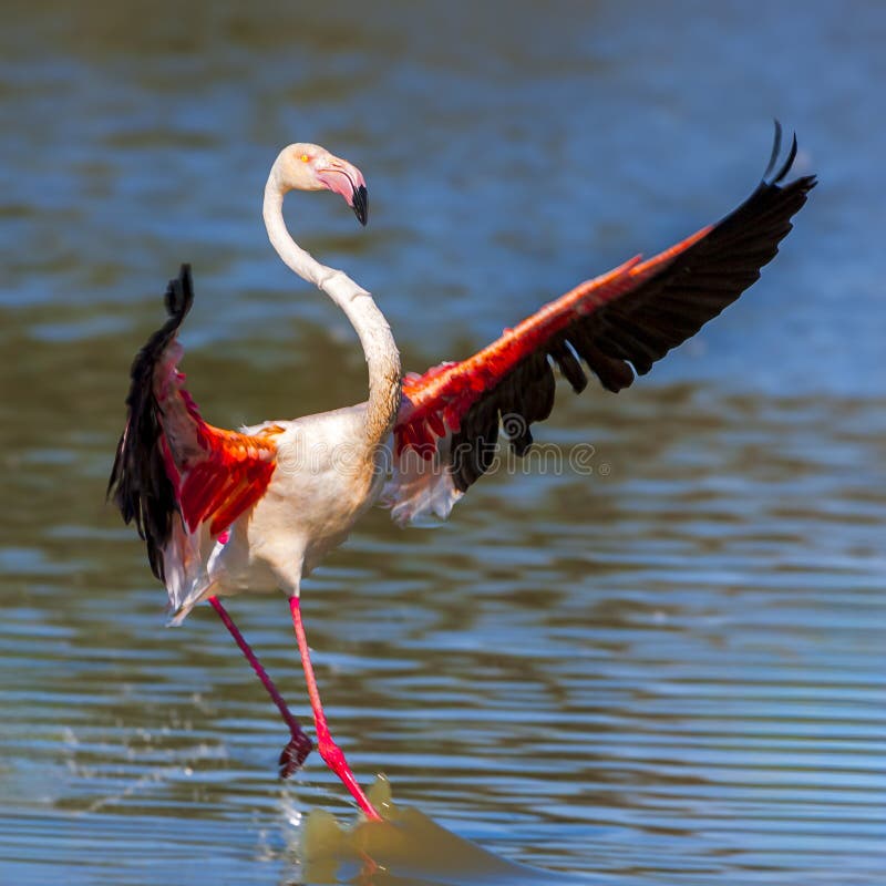 Flamingo Landing stock image. Image of pink, landing - 302124685