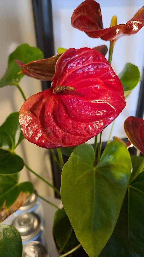 Flamingo Lily ðŸª´ stock photo. Image of central, grown - 240128202