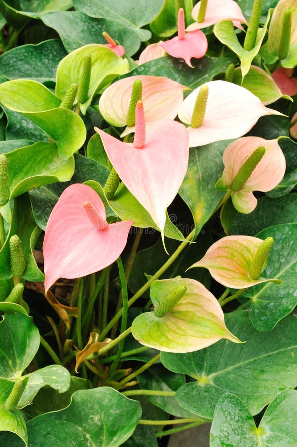 Pink Flamingo Lily stock photo. Image of arum, glossy - 22618474