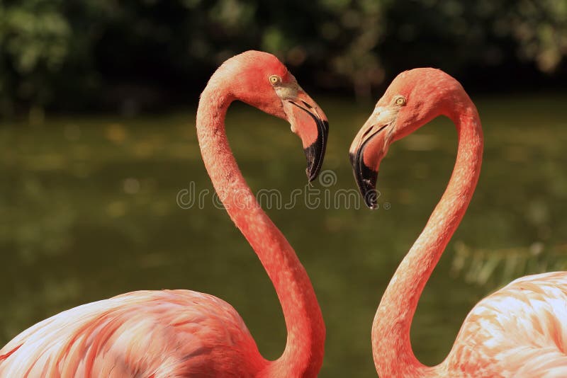 Flamingo love talk stock photo. Image of date, pink, avian - 3161290