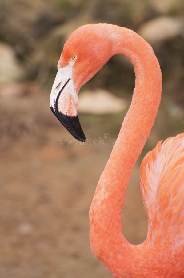 Flamingo neck stock image. Image of sand, bird, flamingo - 13783545