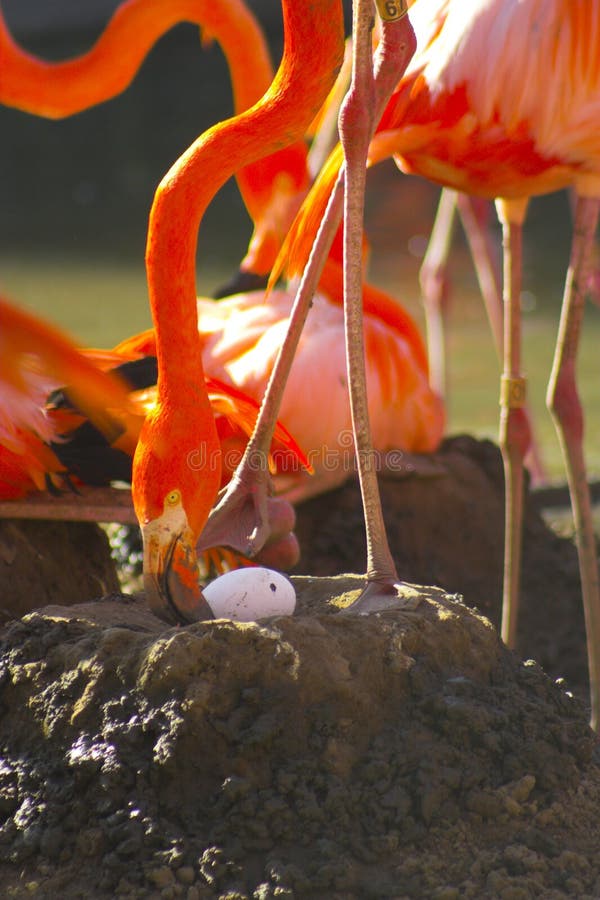 Flamingo on the nest stock photo. Image of hatch, environment - 3569292