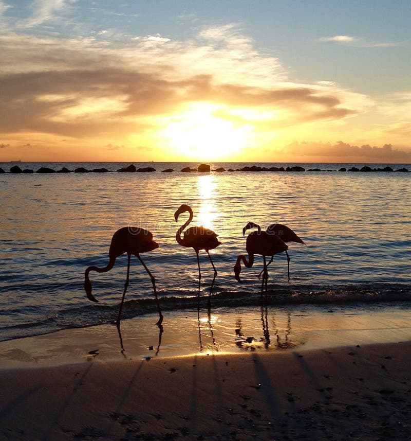 Drie Flamingo's Op Het Strand Stock Foto - Image of blauw, veer: 85387514