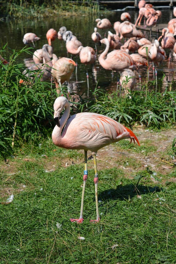 Flamingo op gras stock foto. Image of nave, kleurrijk - 62144918
